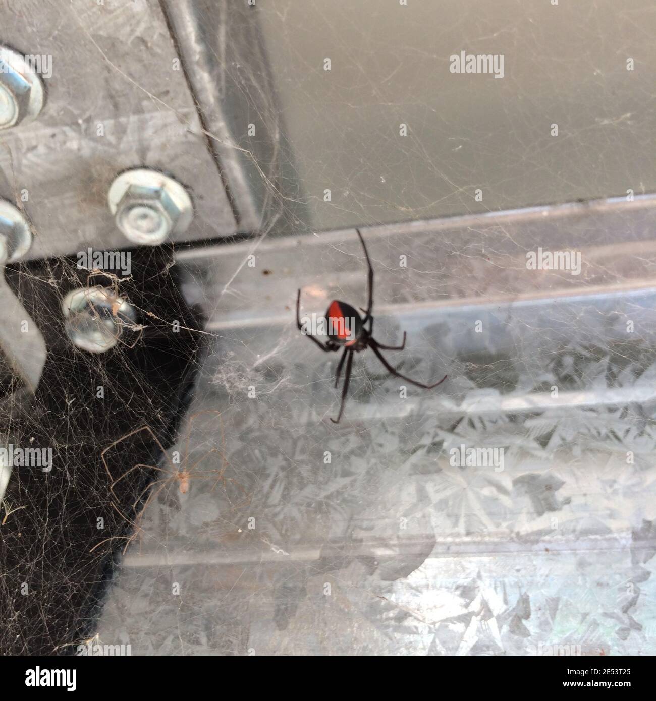 Australian Redback Spider Stock Photo - Alamy