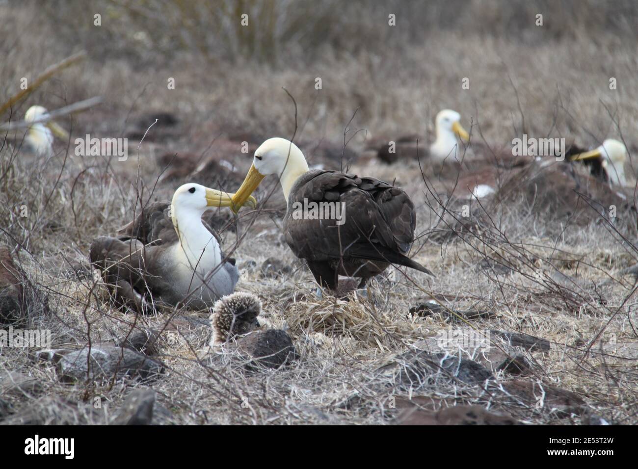 Pair of Waved Albatross in their nest in the Galapagos Islands Stock ...