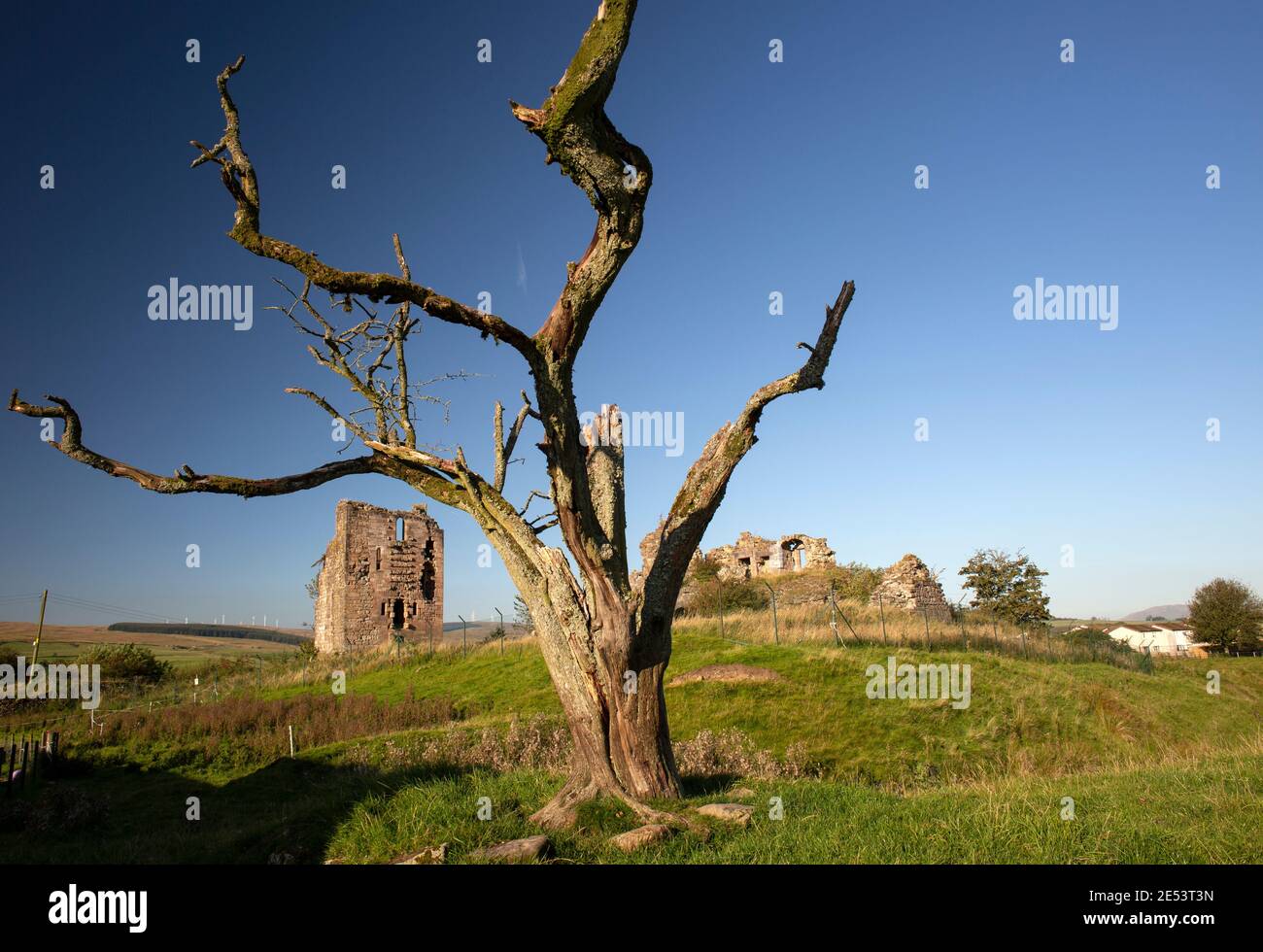Medieval family tree hi-res stock photography and images - Alamy