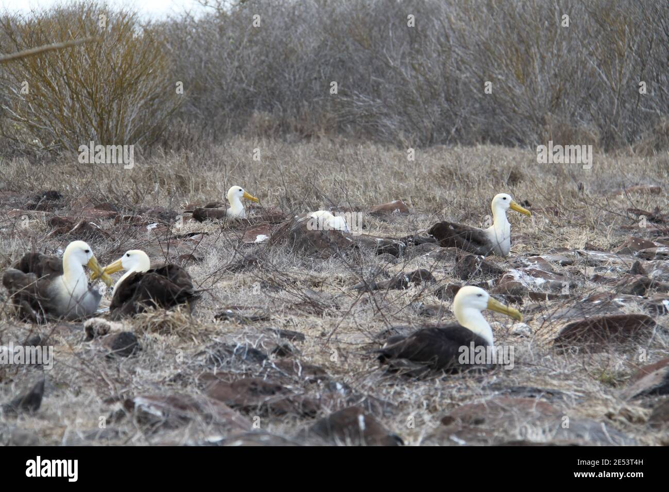 Waved Albatross in their nests in the Galapagos Islands Stock Photo - Alamy