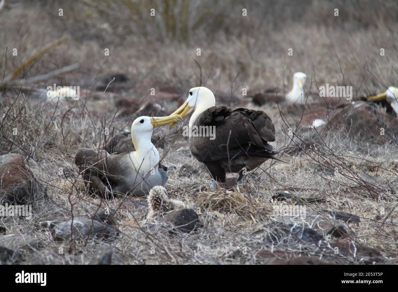 Pair of Waved Albatross in its nest in the Galapagos Islands Stock ...