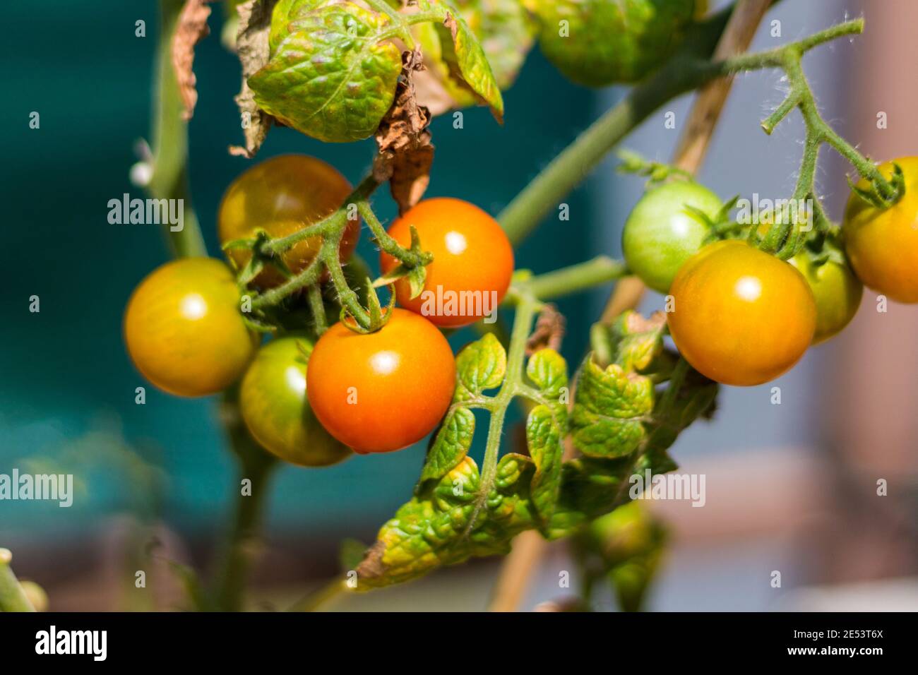 Small cherry tomato (Solanum lycopersicum cerasiforme) grown on balcony ...