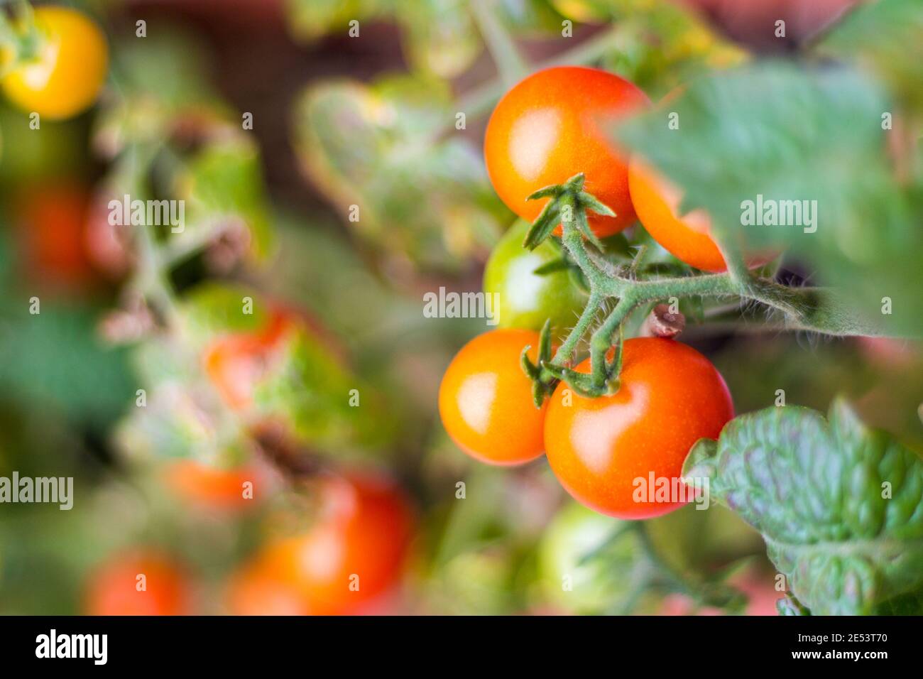 Small cherry tomato (Solanum lycopersicum cerasiforme) grown on balcony ...