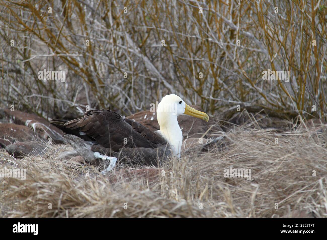Waved Albatross in its nest in the Galapagos Islands Stock Photo - Alamy