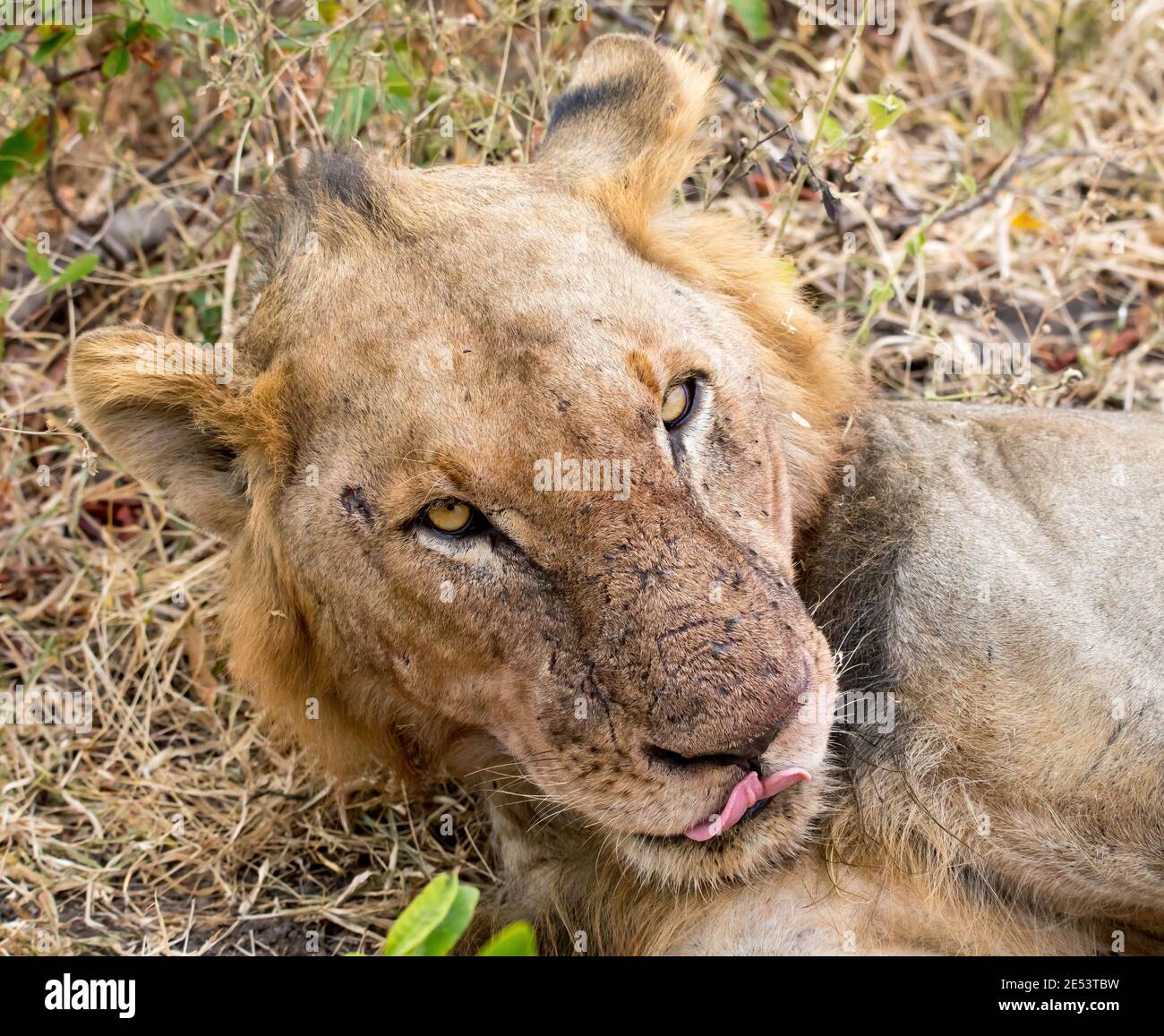 An african lion in Selous National Park Stock Photo - Alamy