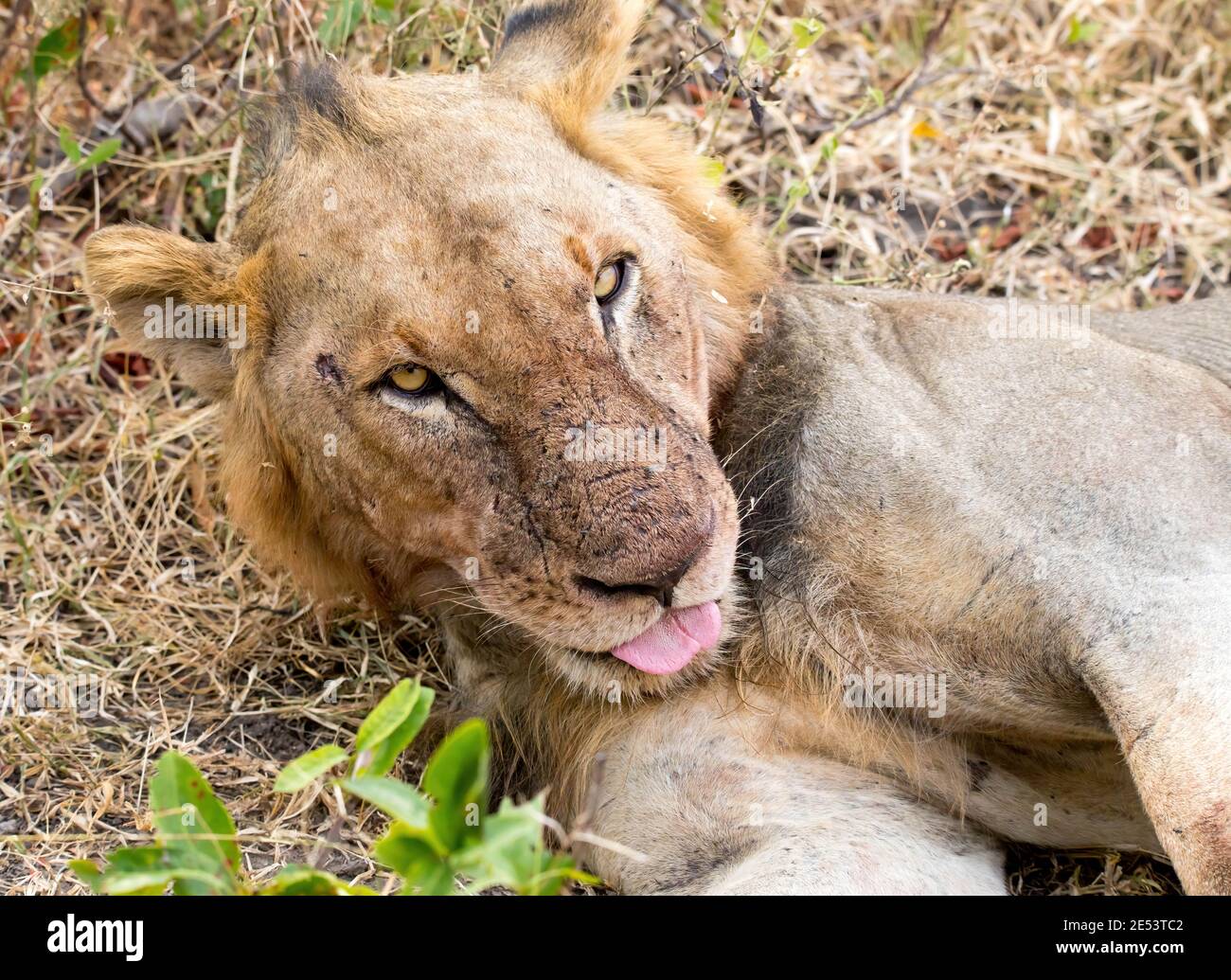 An african lion in Selous National Park Stock Photo - Alamy