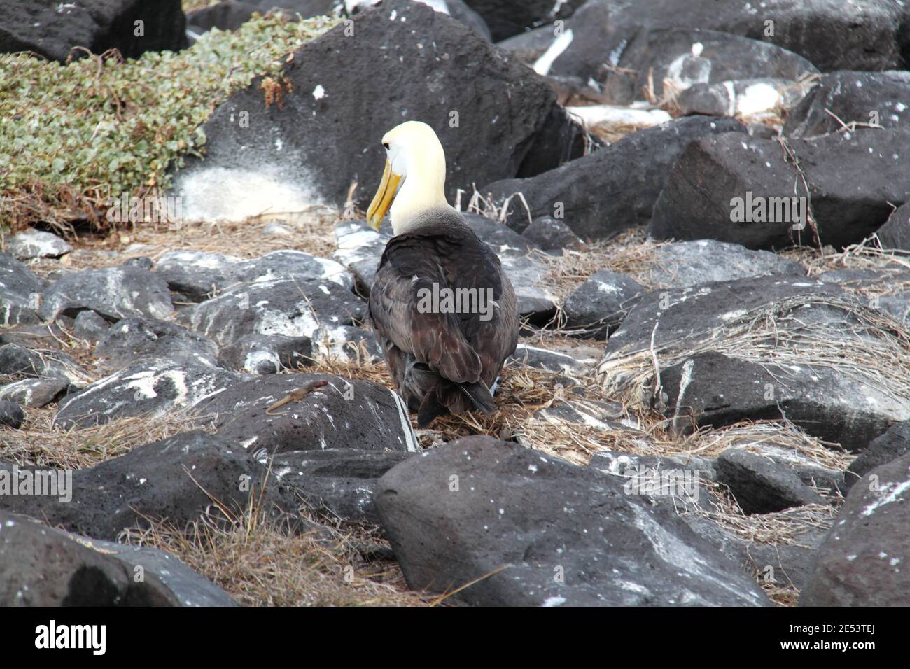 Waved Albatross in its nest in the Galapagos Islands Stock Photo - Alamy