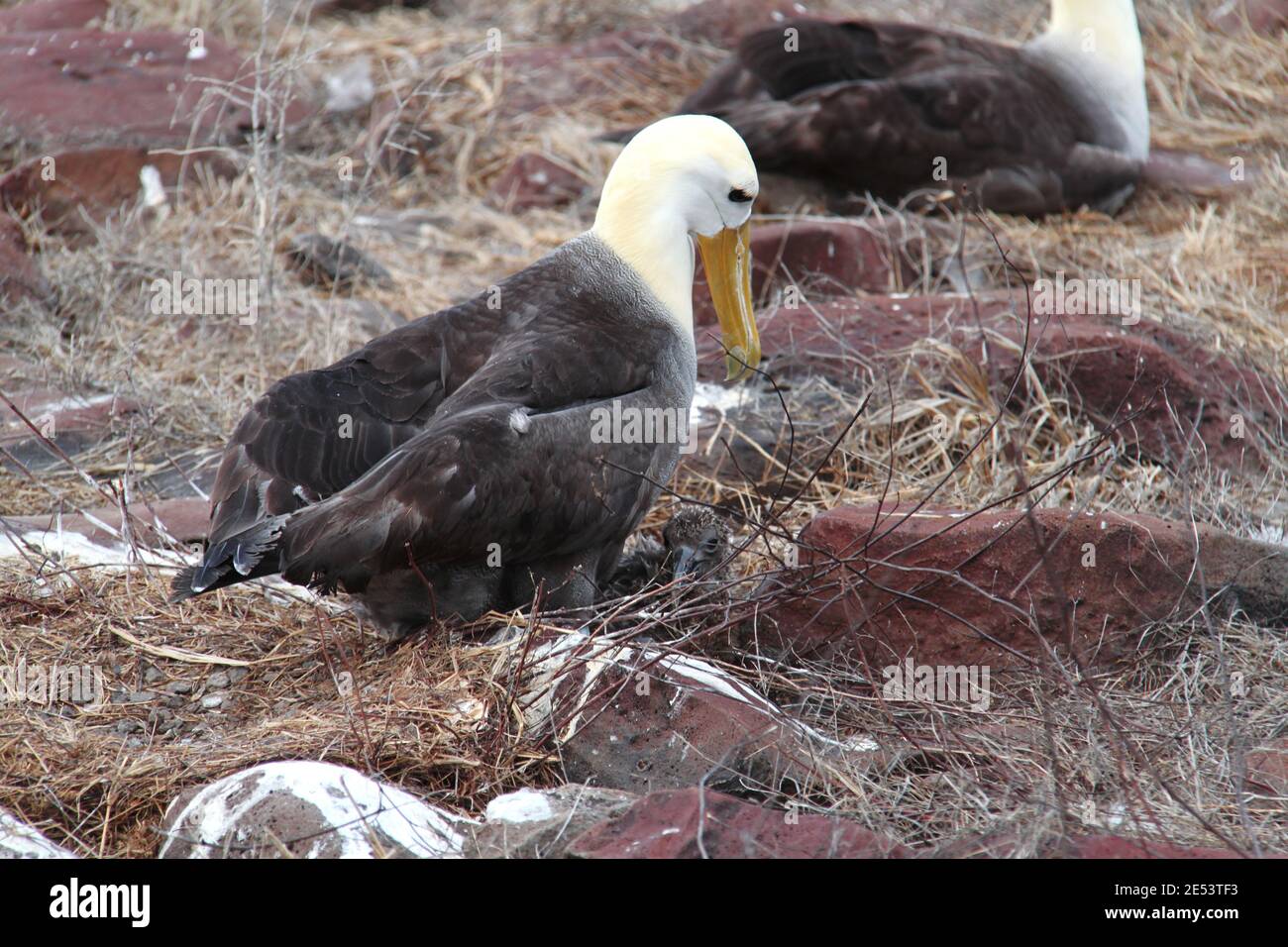 Waved Albatross in its nest in the Galapagos Islands Stock Photo - Alamy