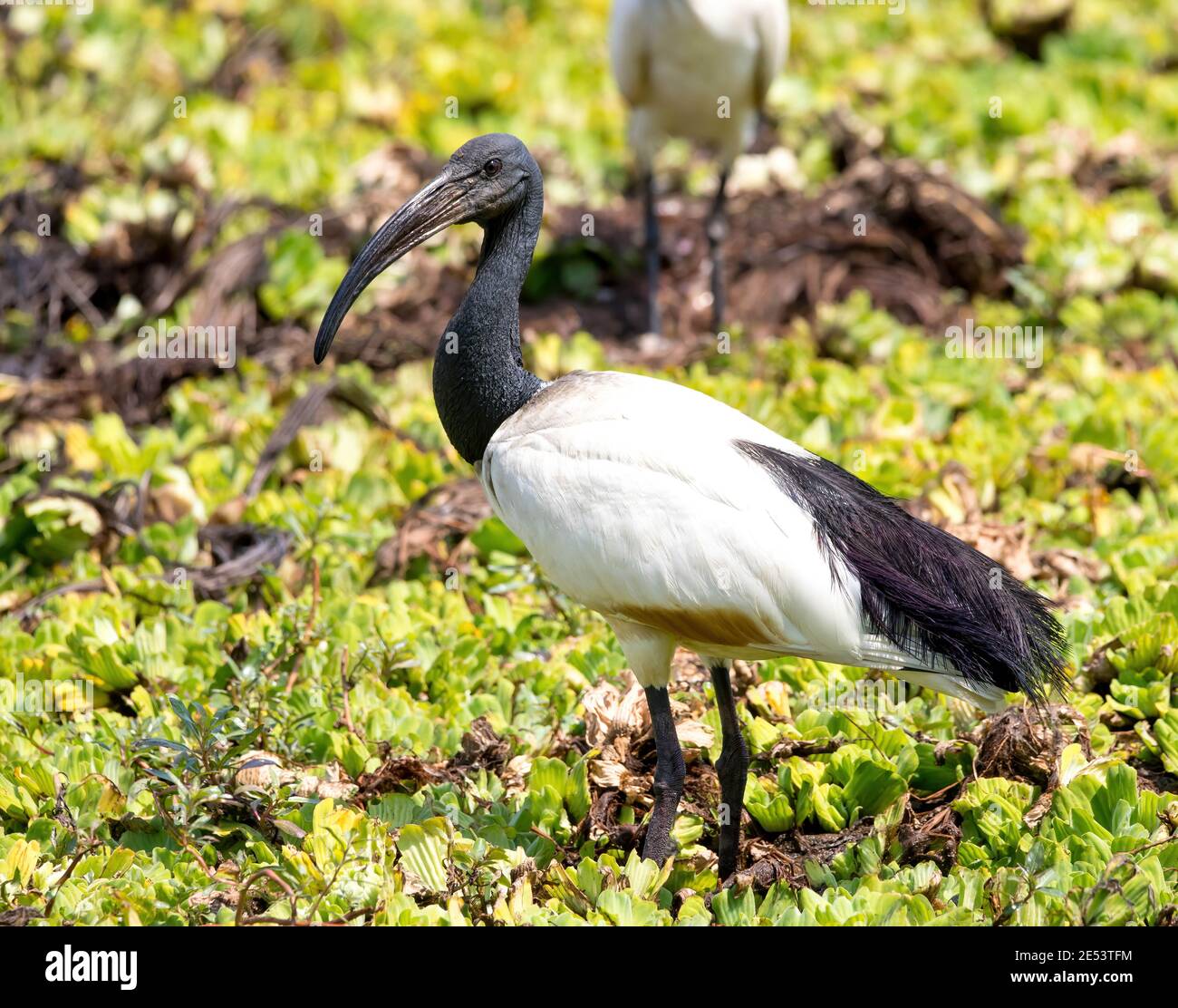 Holy ibis hi-res stock photography and images - Alamy