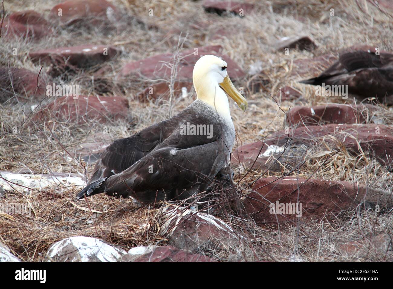 Waved Albatross in its nest in the Galapagos Islands Stock Photo - Alamy