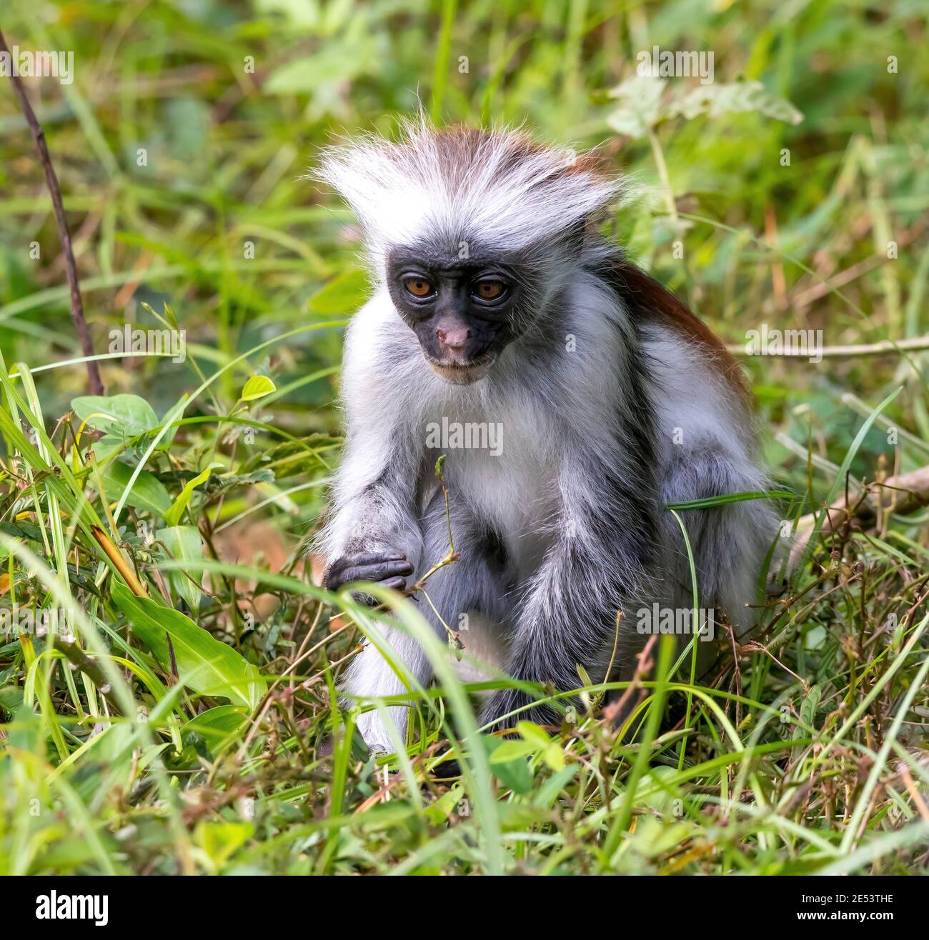 A red colobus monkey in a Zanzibar forest Stock Photo - Alamy