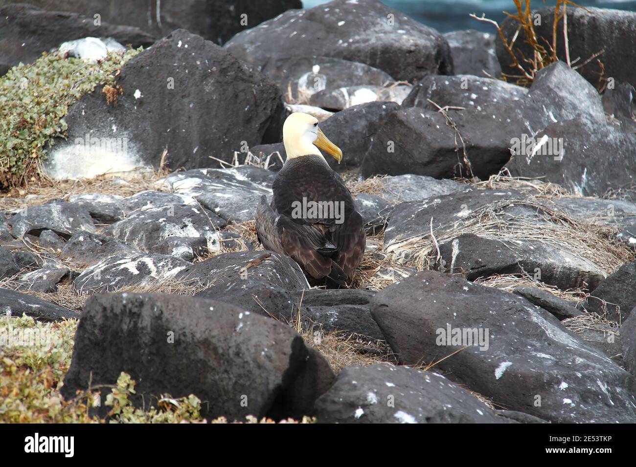 Waved Albatross in its nest in the Galapagos Islands Stock Photo - Alamy
