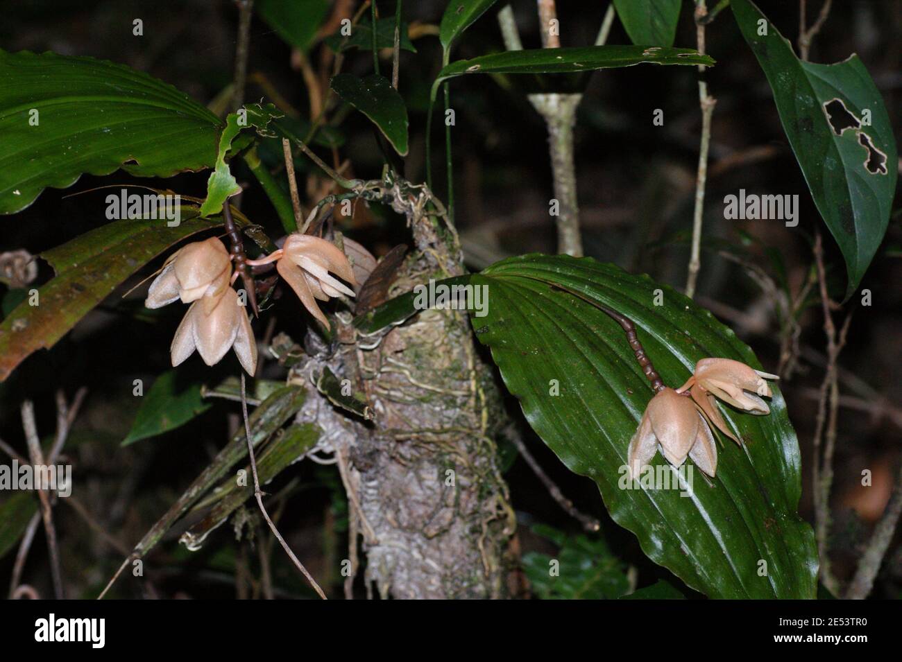 Blooming Coelogyne monilirachis orchid in the Borneo rainforest, on ...