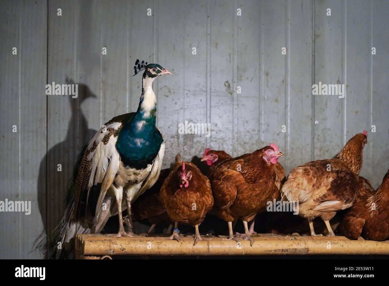 The Peacock among hens in chicken house in the sleeping time at night ...