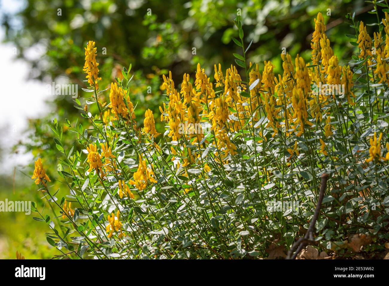 Flowers of the Genista tinctoria or minor broom is a shrubby plant ...
