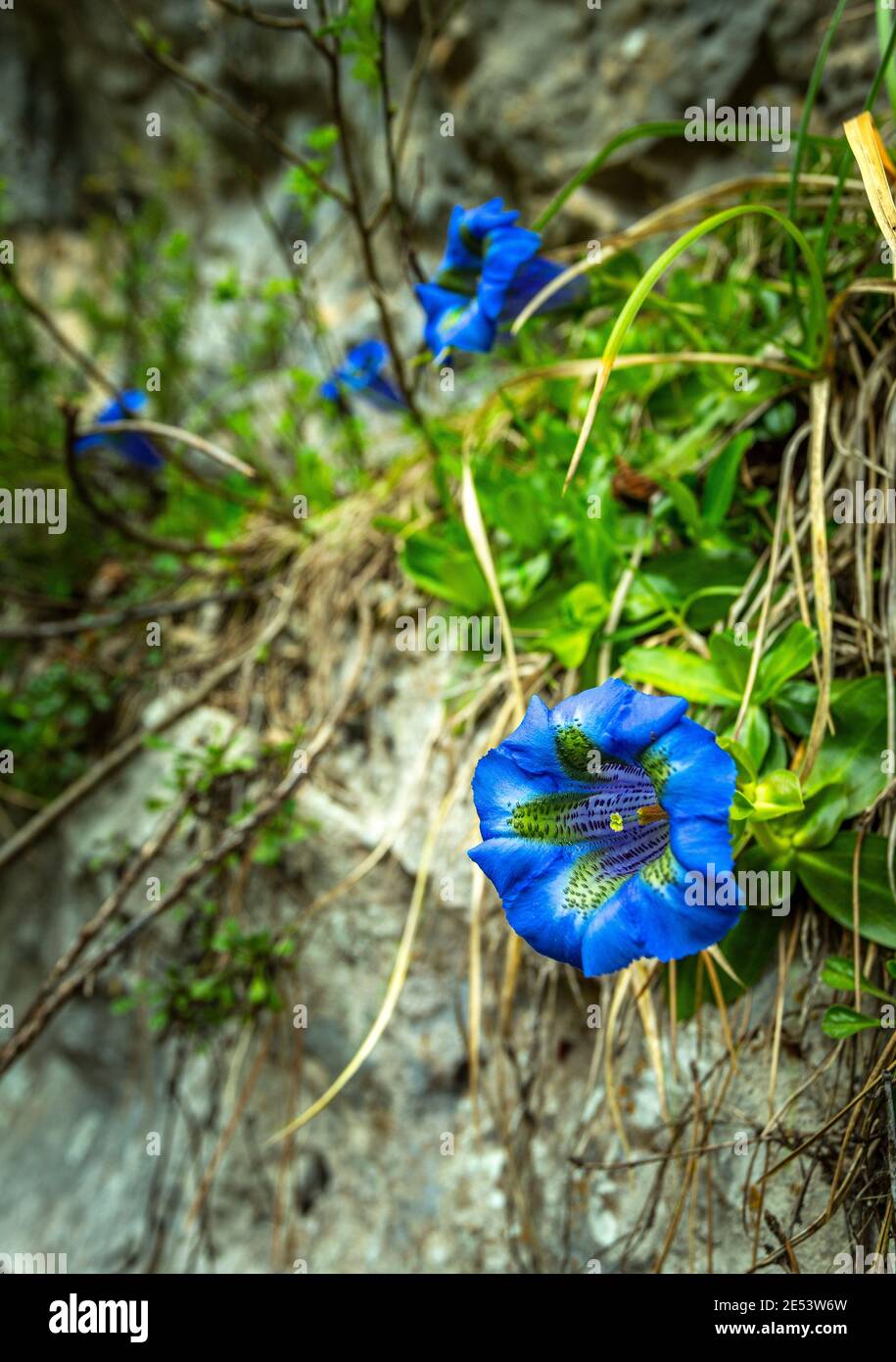 Gentianella or Koch Gentian, Gentiana acaulis L., is a plant belonging ...