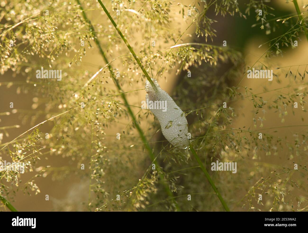 The foam produced by the larvae of a Froghopper, or Spittle Bug is ...