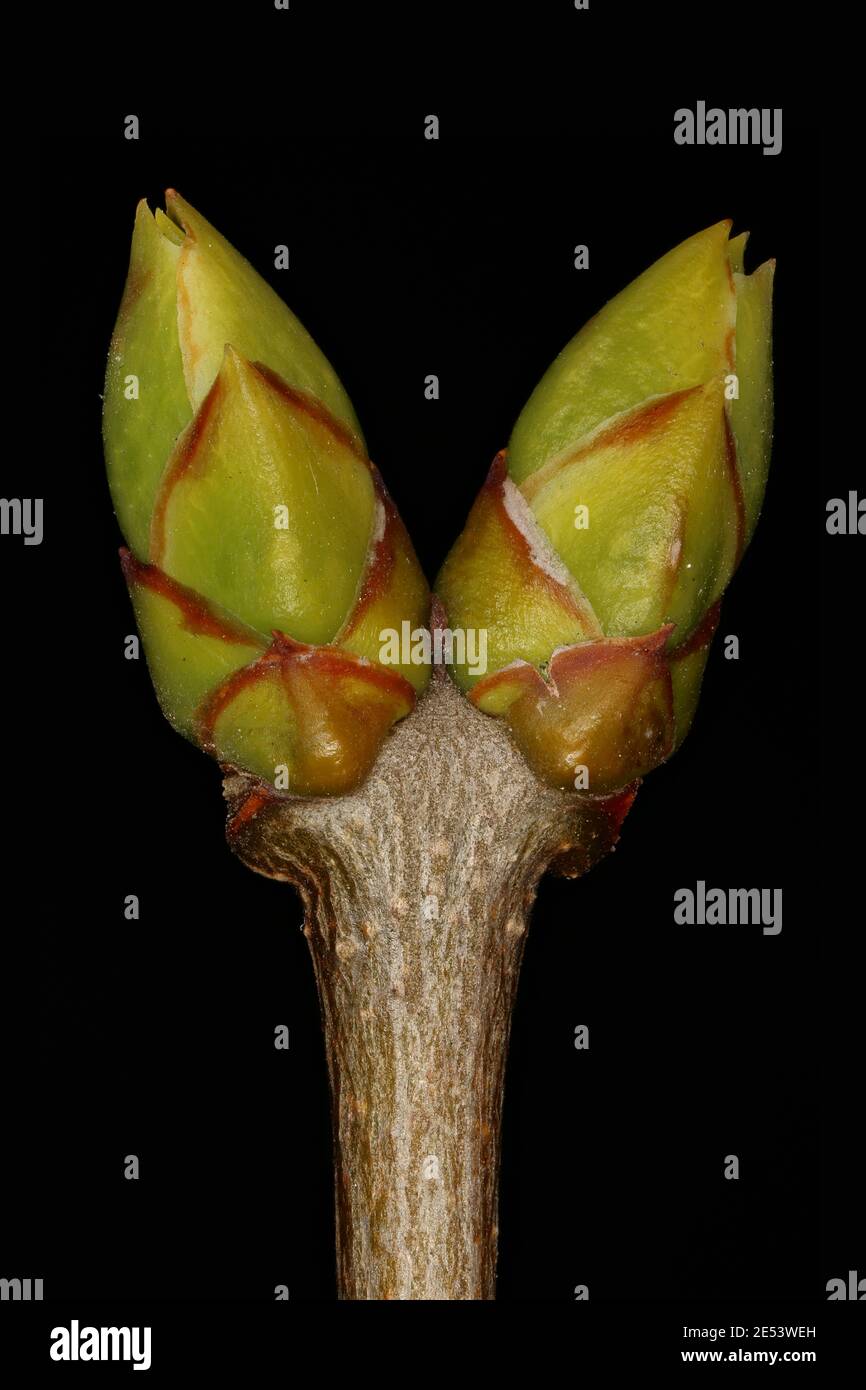 Syringa Buds High Resolution Stock Photography and Images - Alamy