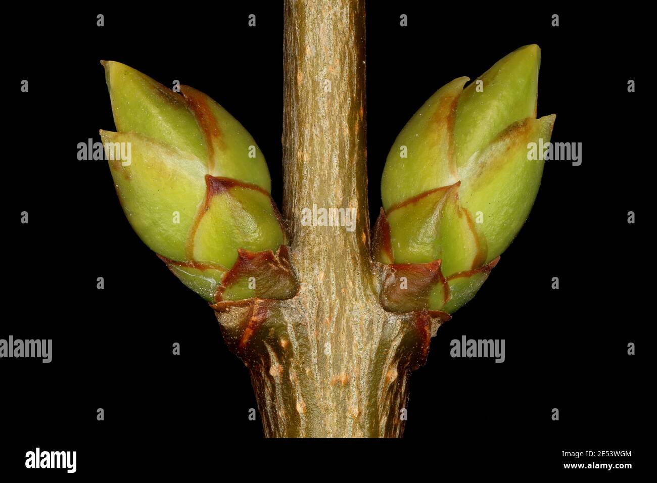 Lateral Buds High Resolution Stock Photography and Images - Alamy