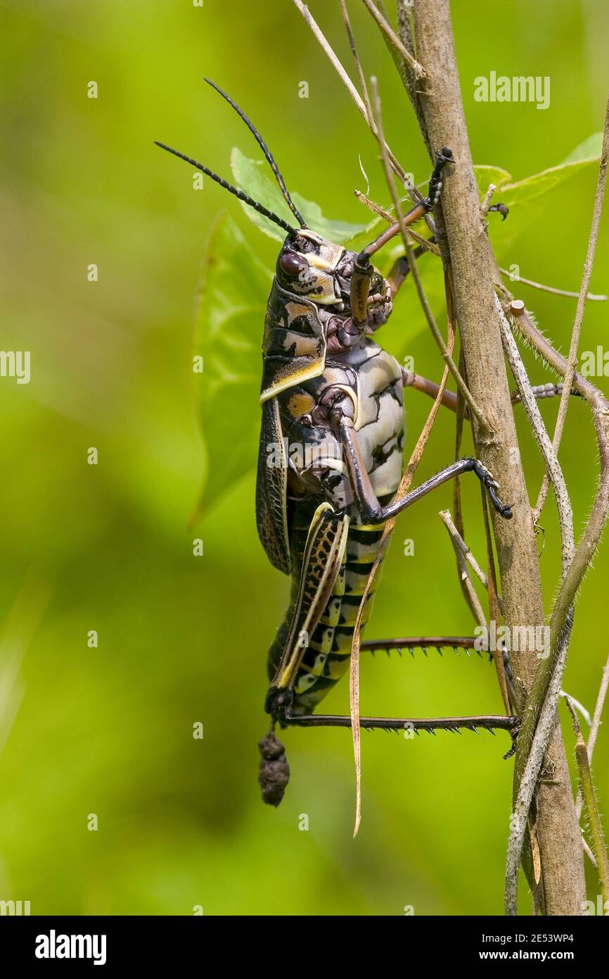 Phylum Arthropoda Locust
