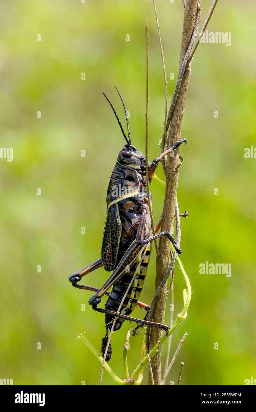Eastern lubber grasshopper (Romalea microptera), in adult dark morph ...