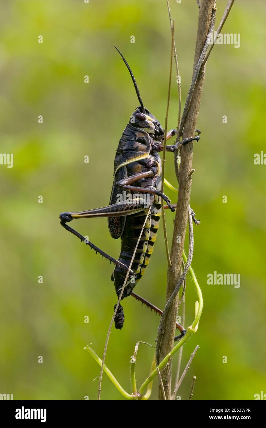Eastern lubber grasshopper (Romalea microptera), in adult dark morph ...