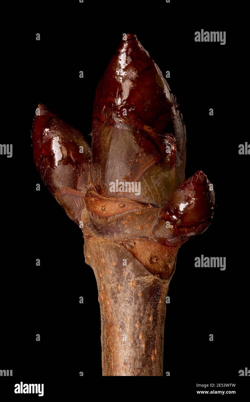 Horse-Chestnut (Aesculus hippocastanum). Terminal and Lateral Buds ...