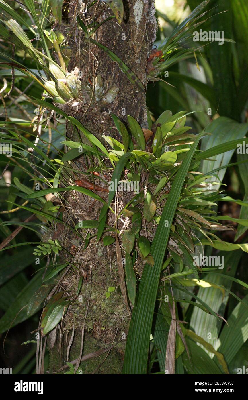 Endemic orchids on a tree trunk in the Borneo rainforest, on Mount ...