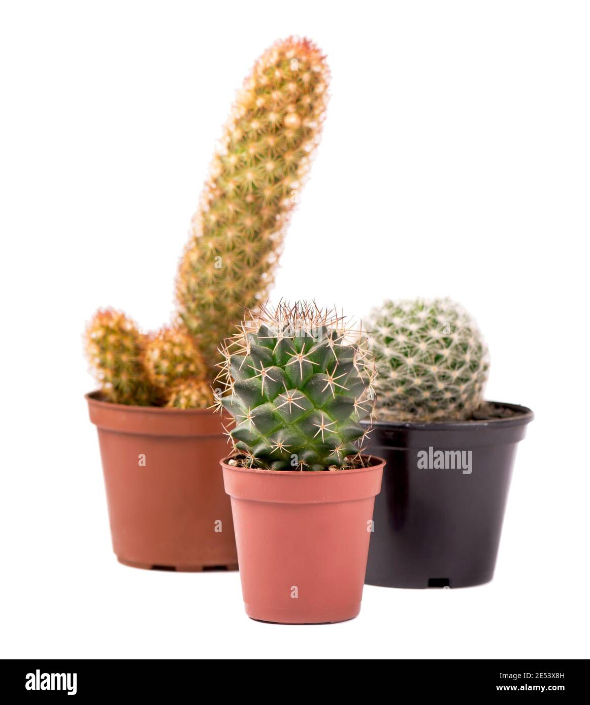 Cactuses home decoration Cut Out Stock Images & Pictures - Alamy