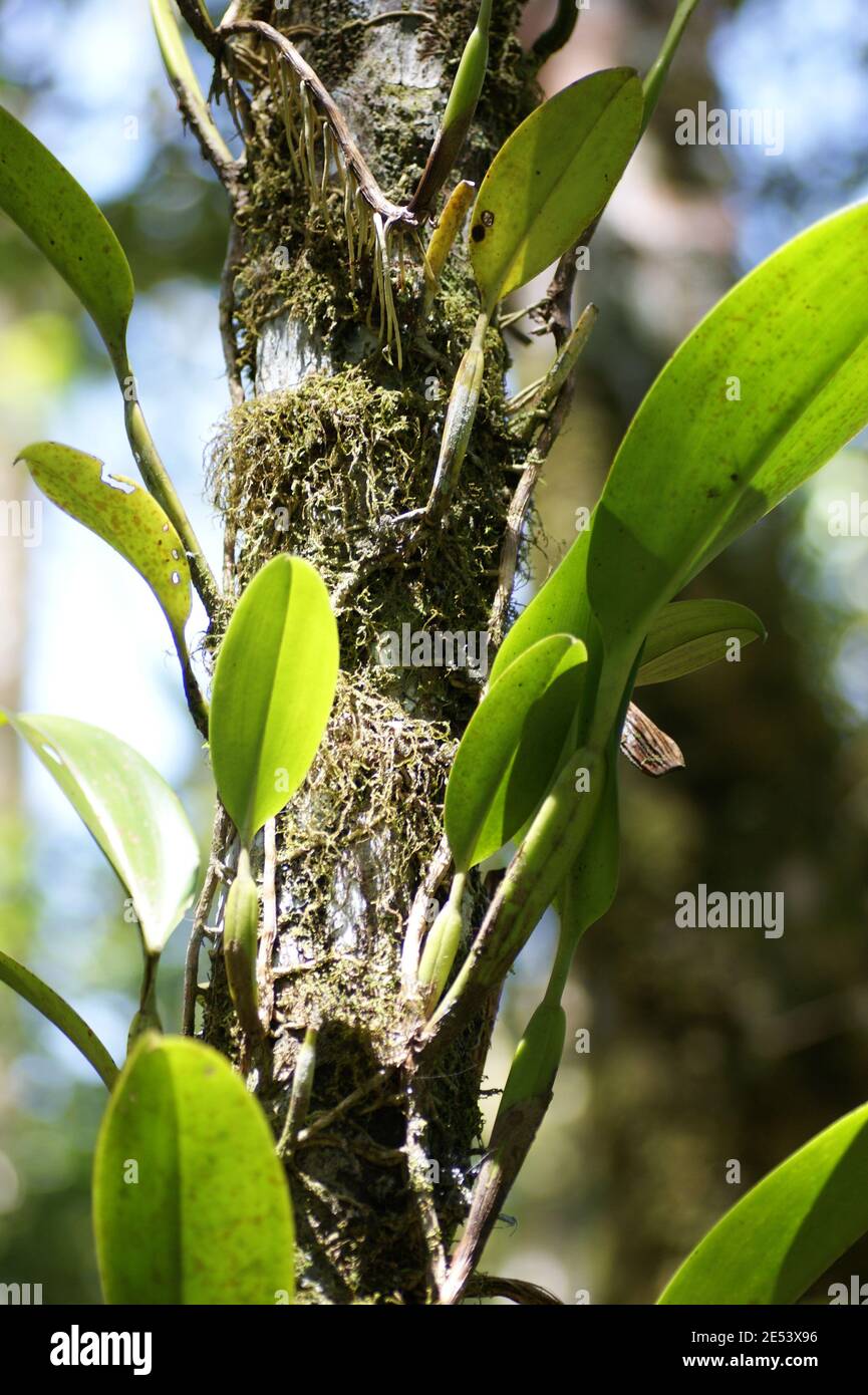 Endemic orchids on a tree trunk in the Borneo rainforest, on Mount ...