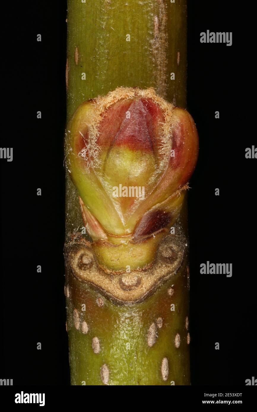 Silver Maple (Acer saccharinum). Lateral Bud Closeup Stock Photo - Alamy