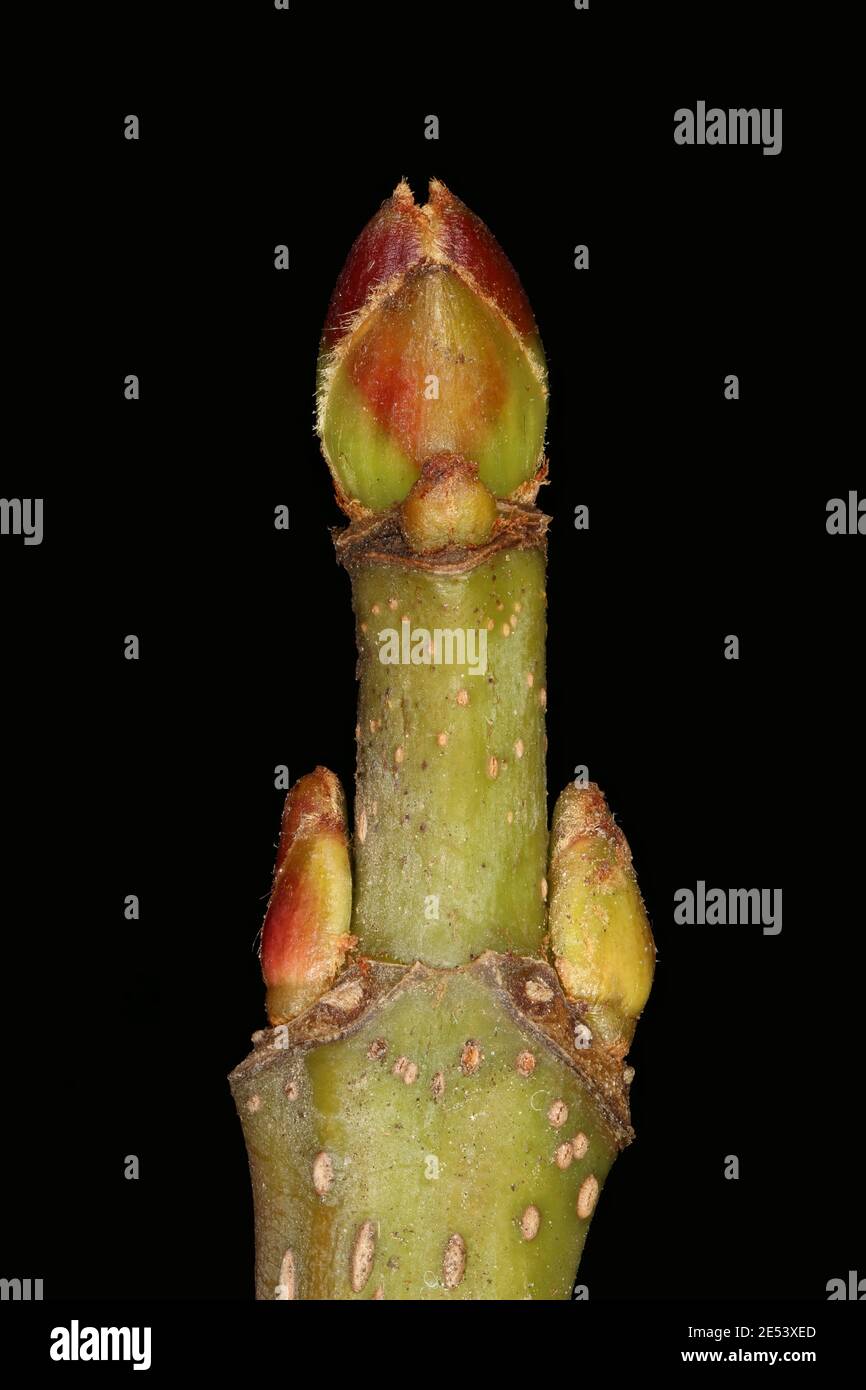Lateral Buds High Resolution Stock Photography and Images - Alamy
