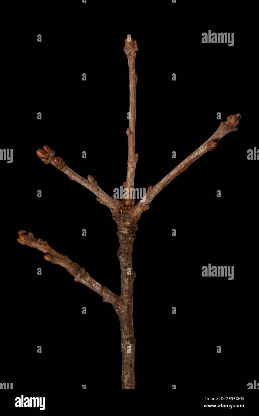 Common Oak (Quercus robur). Wintering Twig Closeup Stock Photo - Alamy