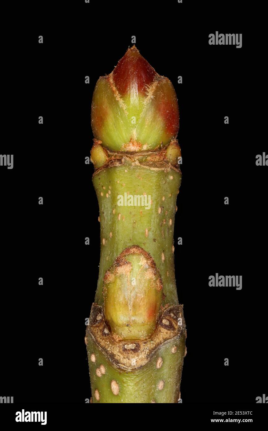 Silver maple bud hi-res stock photography and images - Alamy