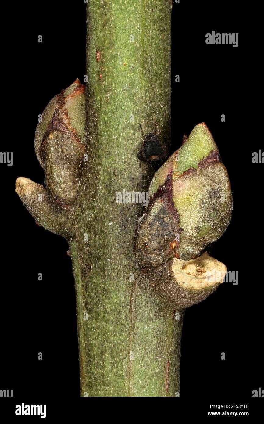 Lateral Buds High Resolution Stock Photography and Images - Alamy