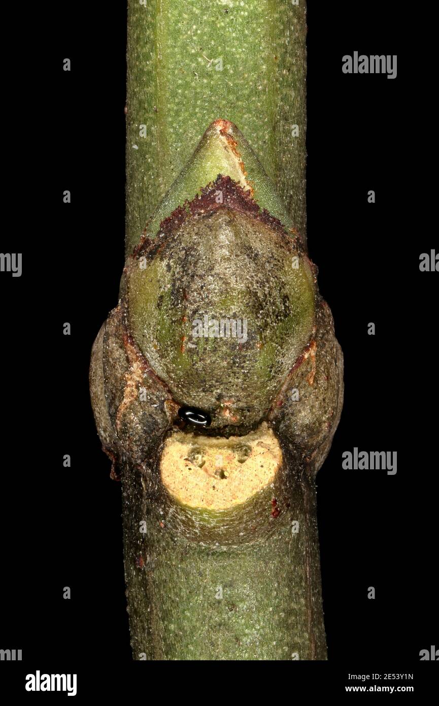 Lateral Bud High Resolution Stock Photography and Images - Alamy