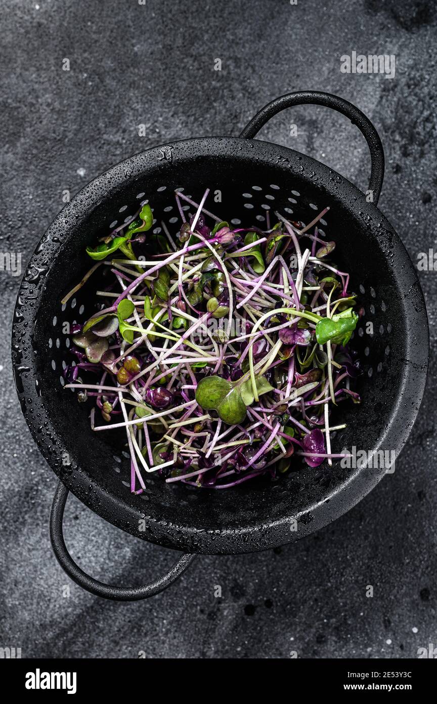 Raw radish cress sprouts in a colander. Black background. Top view ...