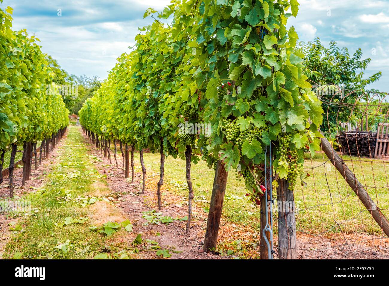 Vineyards on the slopes of the mountains in Alsace Stock Photo - Alamy