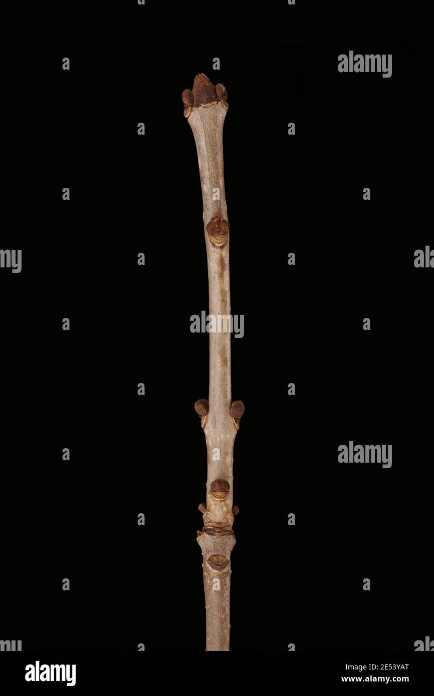 Common Ash (Fraxinus excelsior). Wintering Twig Closeup Stock Photo - Alamy