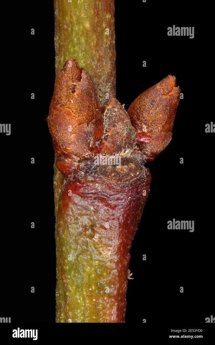Lateral Buds High Resolution Stock Photography and Images - Alamy