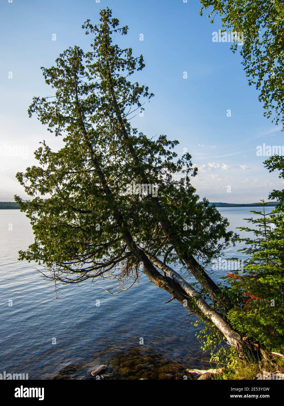 Tree Leaning Over Lake Superior Stock Photo - Alamy