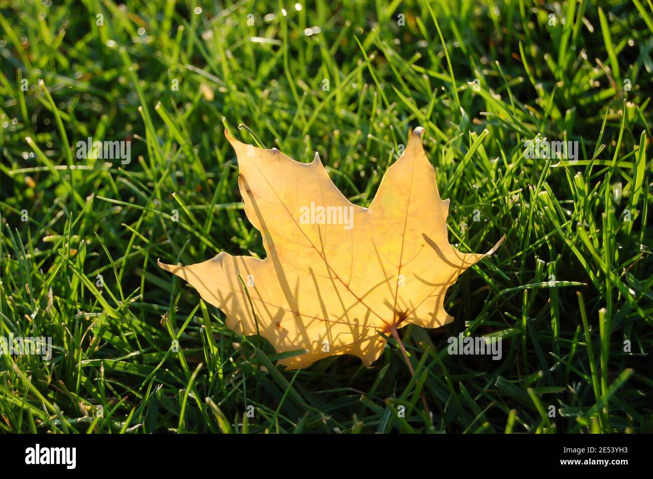 Closeup of the backlit Leaf on the grass field Stock Photo - Alamy