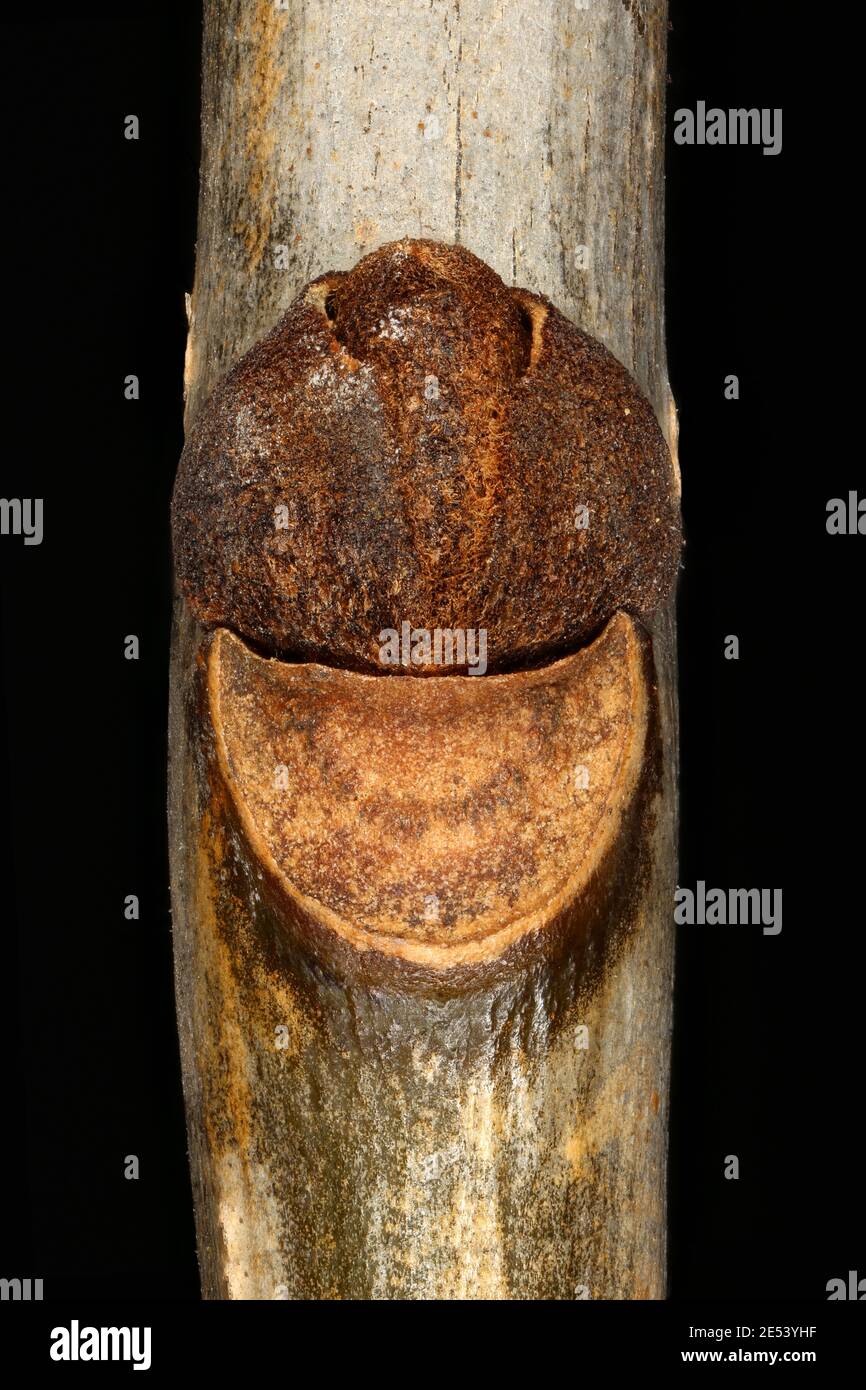 Fraxinus Pennsylvanica Leaf Scar