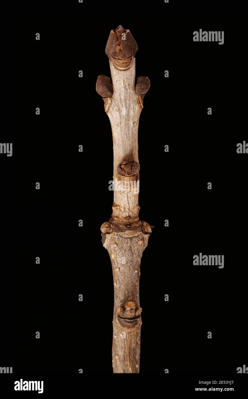 Common Ash (Fraxinus excelsior). Wintering Twig Closeup Stock Photo - Alamy