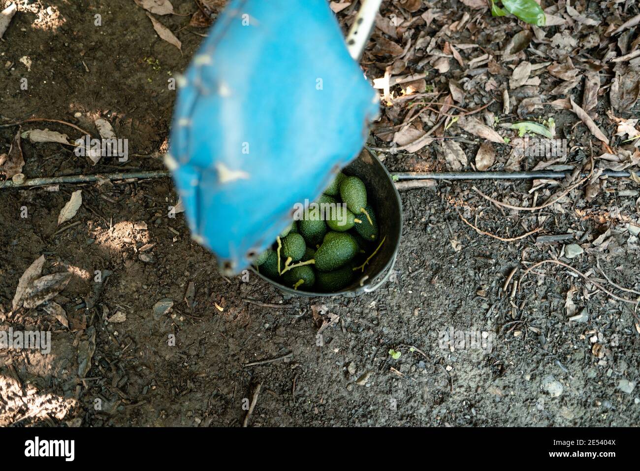 Avocado harvest season in a Vélez-Málaga field, Málaga, Spain Stock ...