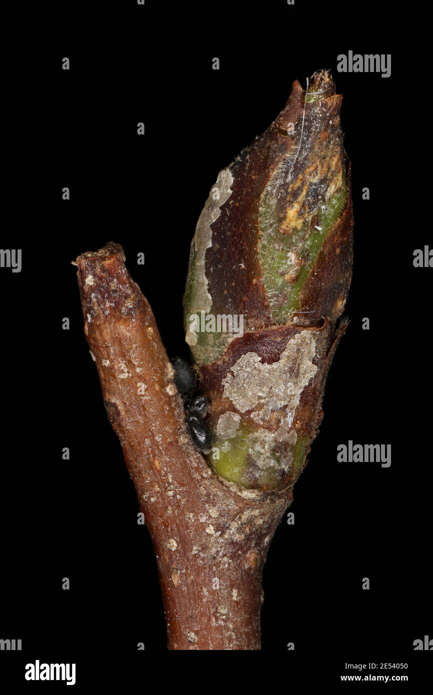 Betula pendula botanical illustration hi-res stock photography and ...