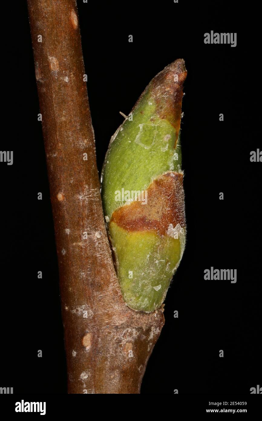 Betula pendula botanical illustration hi-res stock photography and ...