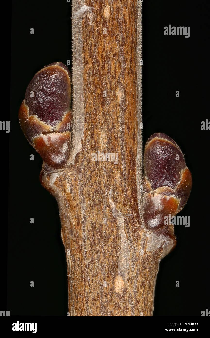 Lateral Buds High Resolution Stock Photography and Images - Alamy