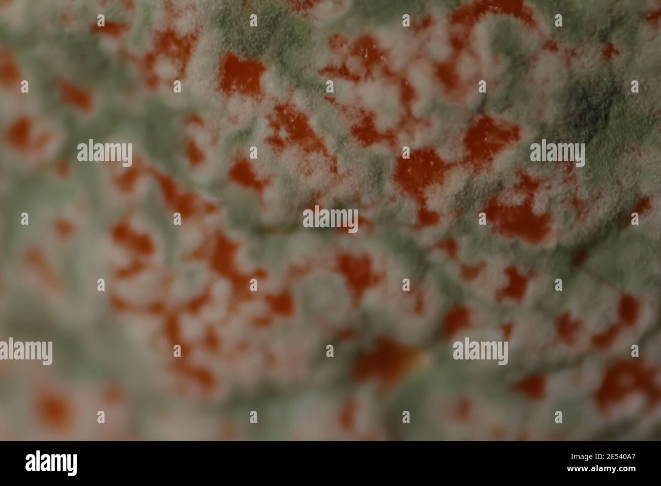 Fungal decay hi-res stock photography and images - Alamy