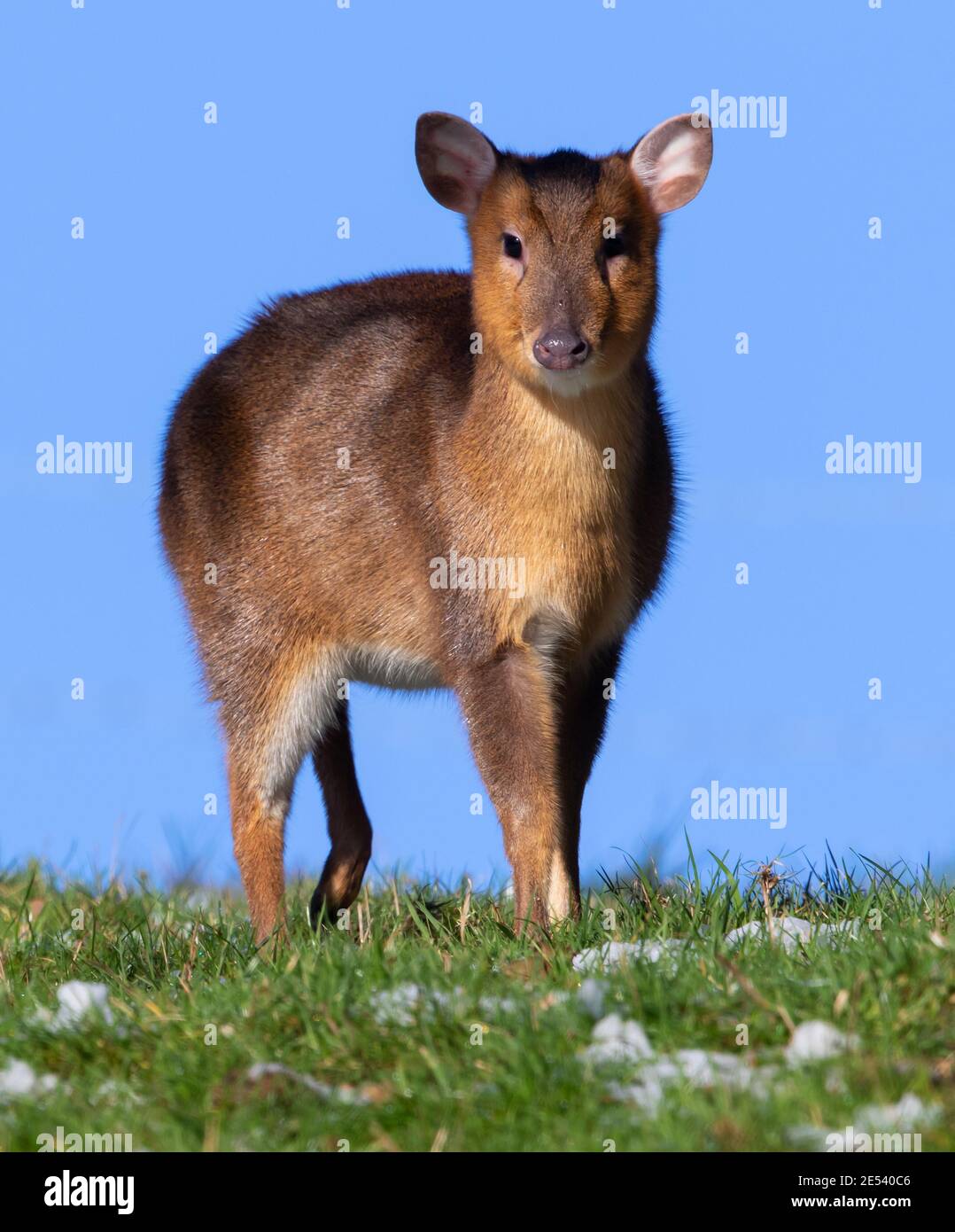 Female Muntjac deer on the brow of a hill with some snow around in the ...